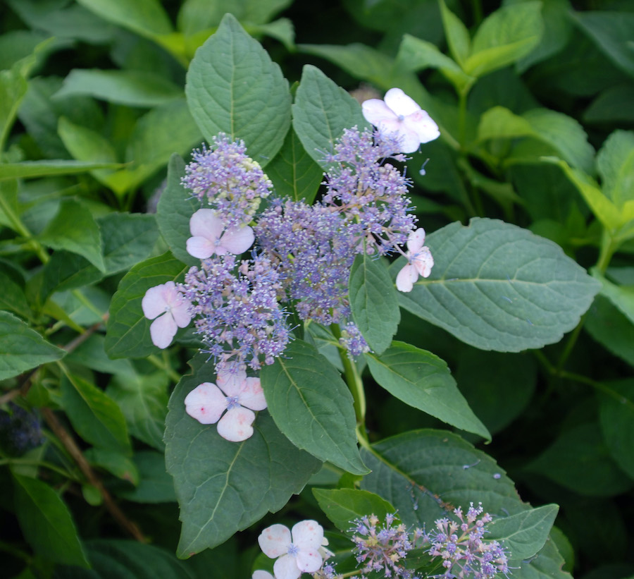 Hydrangea macrophylla: Bigleaf Hydrangea - Lacecaps